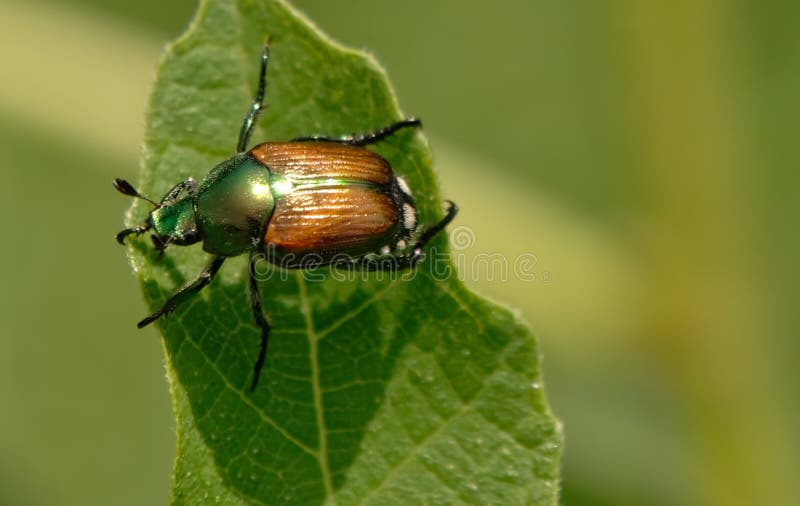 Japanese Beetle Stock Images - Download 677 Royalty Free Photos