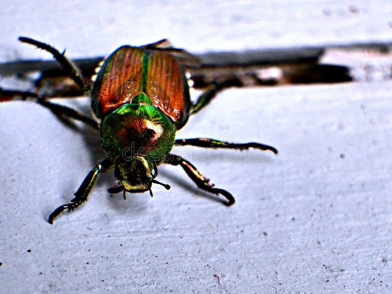 Japanese beetle stock photo. Image of green, dragonfly - 352310860