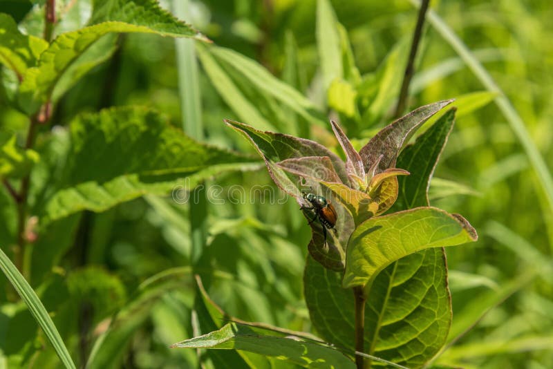 232 Copper Beetle Photos - Free & Royalty-Free Stock Photos from Dreamstime