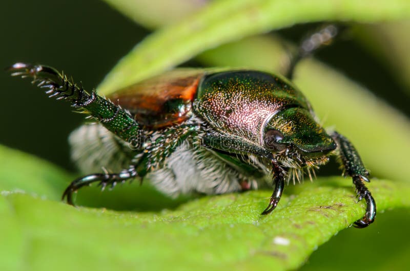 Japanese Beetle stock image. Image of bright, close, macro - 41915641