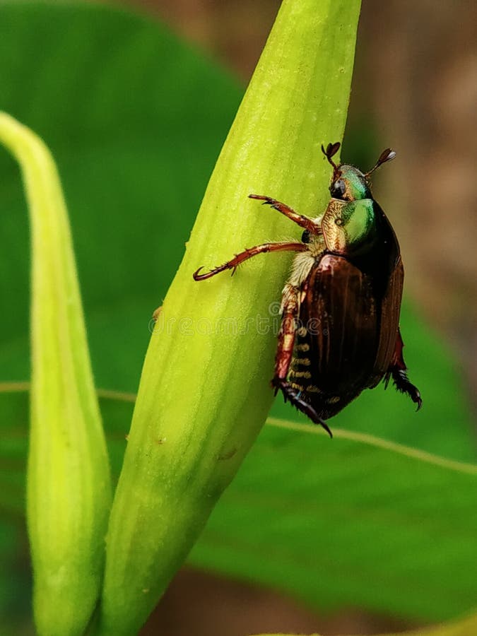 Japanese Beetle in Kerala stock photo. Image of flower - 198447464