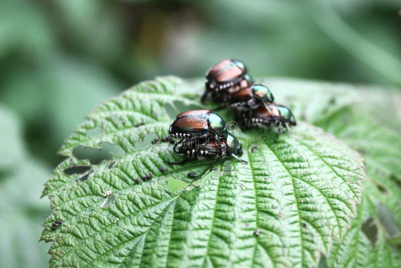 Japanese Beetles Mating stock image. Image of raspberry - 58001169