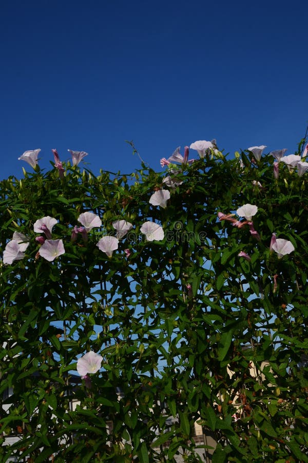 Japanese bindweed stock photo. Image of petal, glory - 121253554