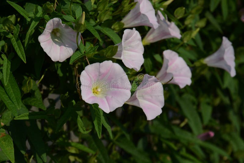 False Bindweed ( Calystegia Pubescens ) Flowers. Convolvulaceae ...