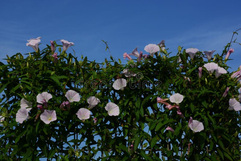 Japanese bindweed stock photo. Image of flower, blooming - 121253560