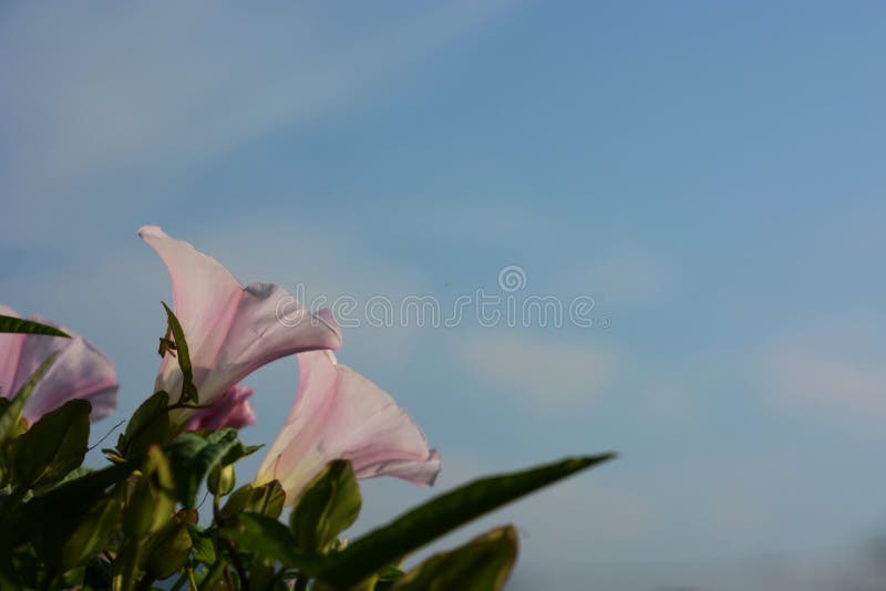 False Bindweed ( Calystegia Pubescens ) Flowers. Convolvulaceae ...