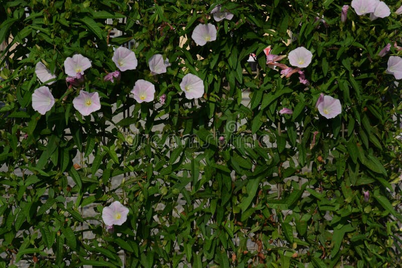 Japanese bindweed stock image. Image of beautiful, blooming - 121253581
