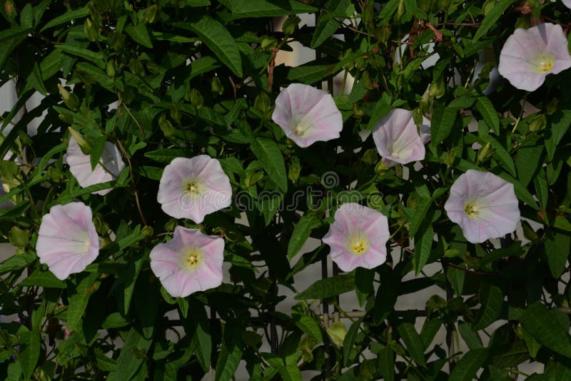 Japanese bindweed stock photo. Image of japonica, natural - 121253556