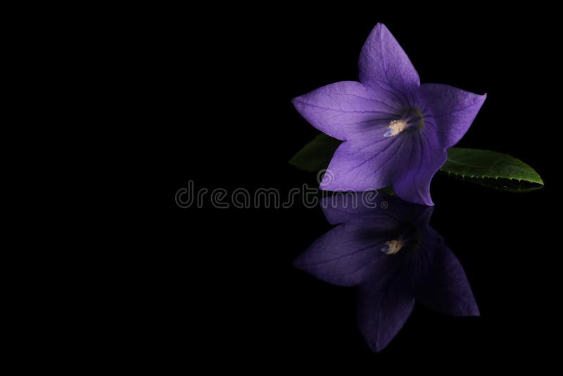 Japanese Blue Bell Flower on Black Stock Image - Image of botanical ...