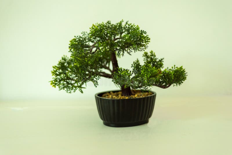 Japanese Bonsai Plant on Light Stone Table, Space for Text Stock Photo ...