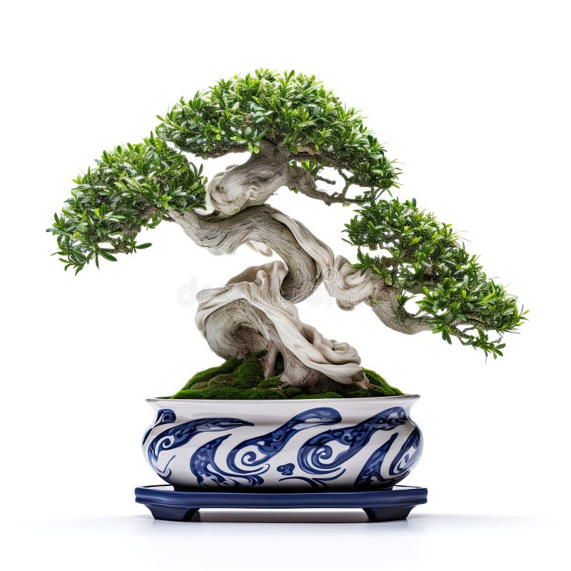Japanese Bonsai Tree in Blue and White Ceramic Pot. Traditional Tree ...
