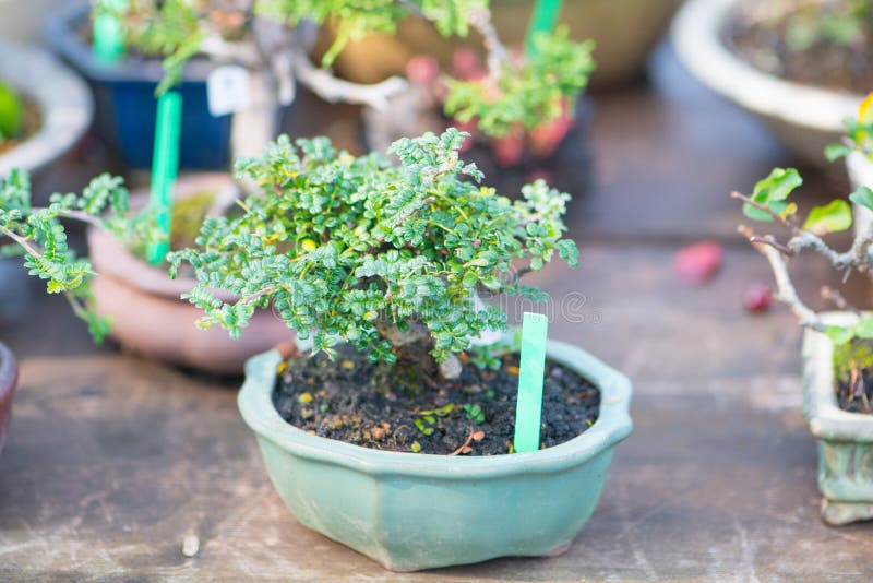 Japanese bonsai tree stock photo. Image of asian, bonsai - 146943094