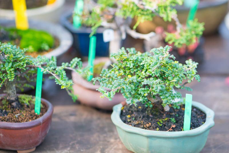 Japanese bonsai tree stock image. Image of gardening - 146943237