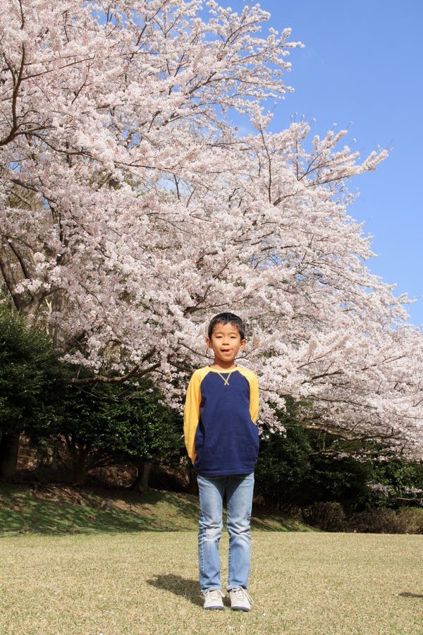 Japanese Boy and Cherry Blossoms Stock Image - Image of blossoms ...
