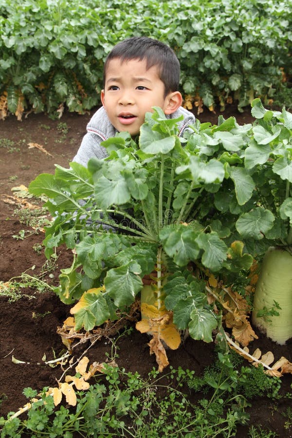 Japanese Boy Digging Japanese Radish Stock Image - Image of daikon ...