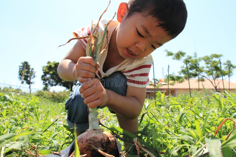 Japanese boy digging onion stock image. Image of farm - 91992713