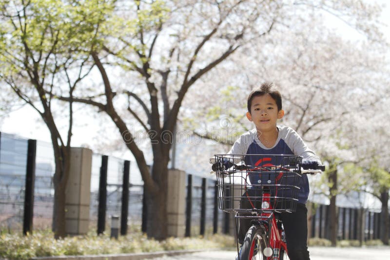 Japanese Boy Riding on the Bicycle Under Cherry Blossoms Stock Image ...
