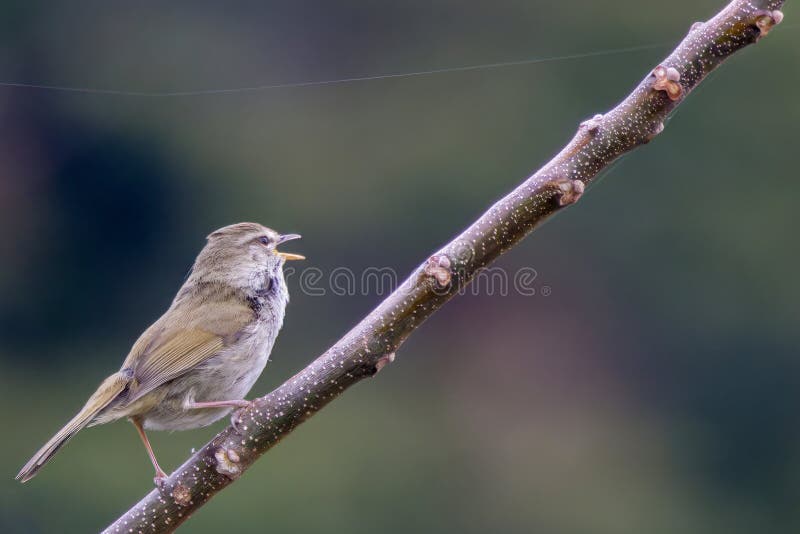 Japanese Bush Warbler Bird on a Branch of Tree Stock Image - Image of ...