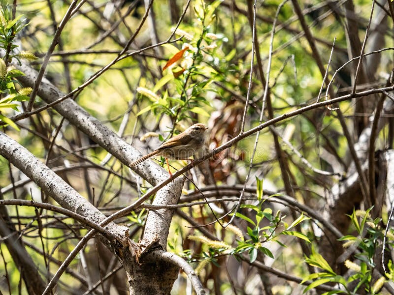 Japanese Bush Warbler Perched in the Bush in Izumi Forest Stock Photo ...