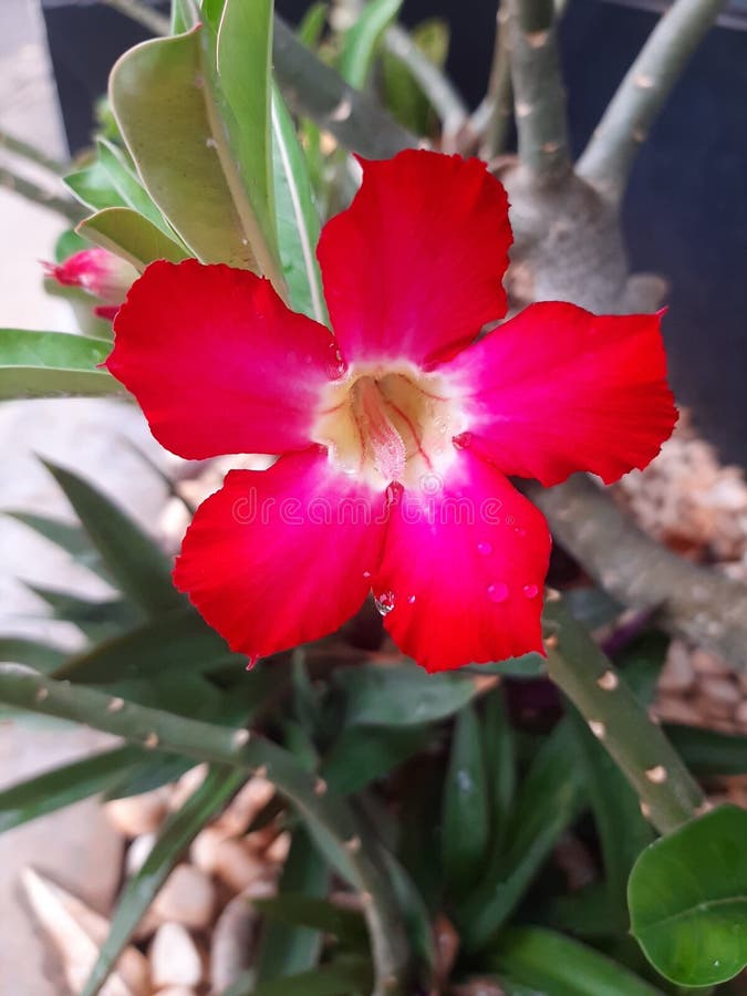 The Japanese Cambodian Tree Blooms Red Stock Photo - Image of japanese ...