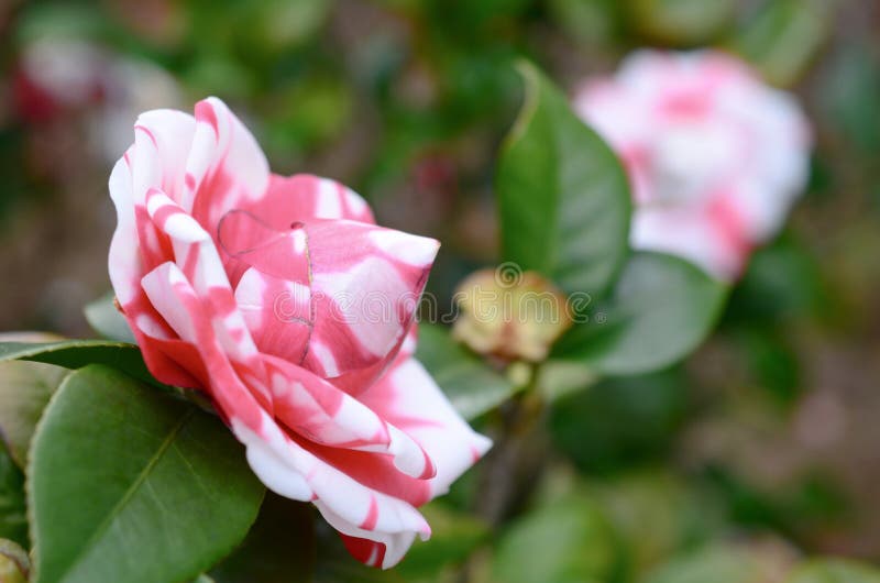 A Japanese Camellia Flower, Red, Pink and White Color Stock Photo ... A Japanese Camellia Flower, Red, Pink and White Color Stock Photo ...