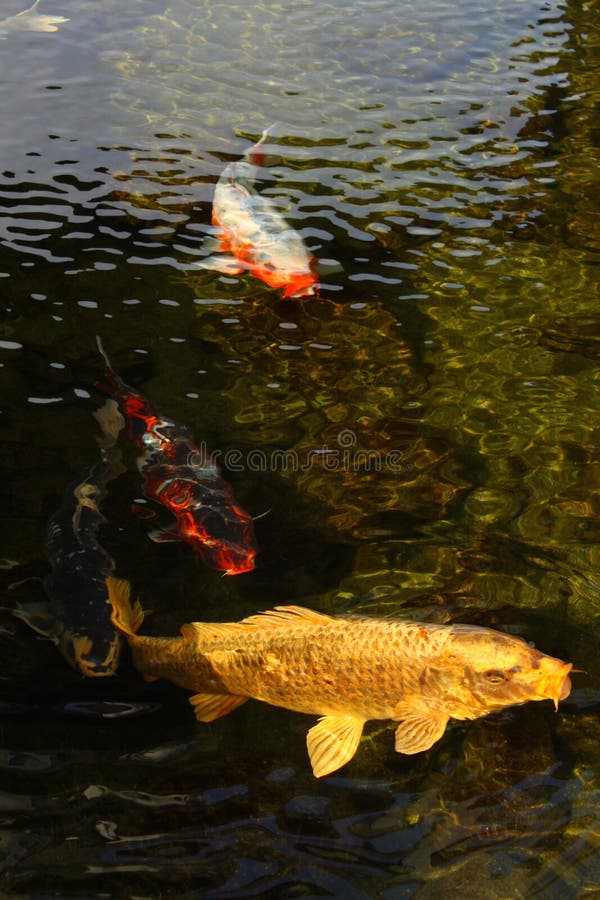 Koi Carps 3 Picture. Image: 2069038