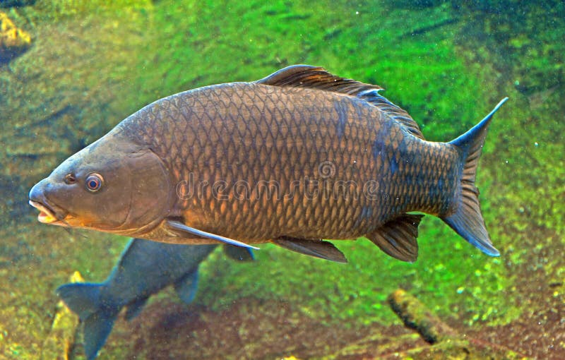 Japanese carp stock image. Image of closeup, water, scales - 21694653