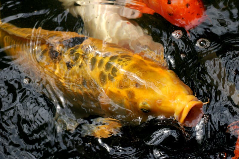 Japanese Carp stock image. Image of gaping, beautiful, feed - 674993