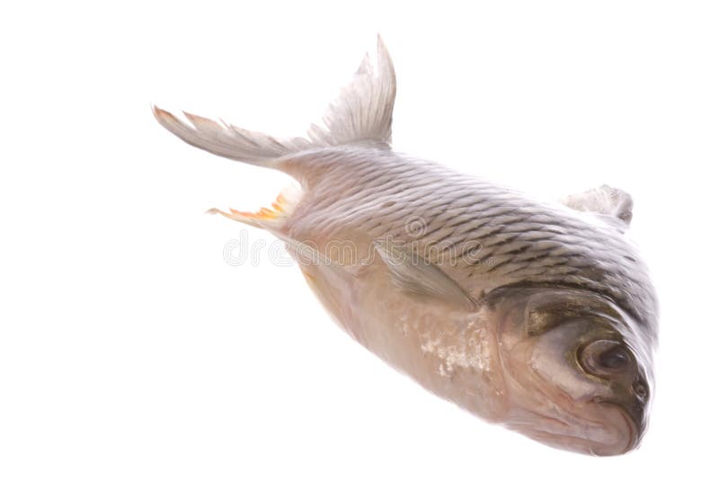 Japanese Carp Fish Isolated Stock Image - Image of japanese, marine ...