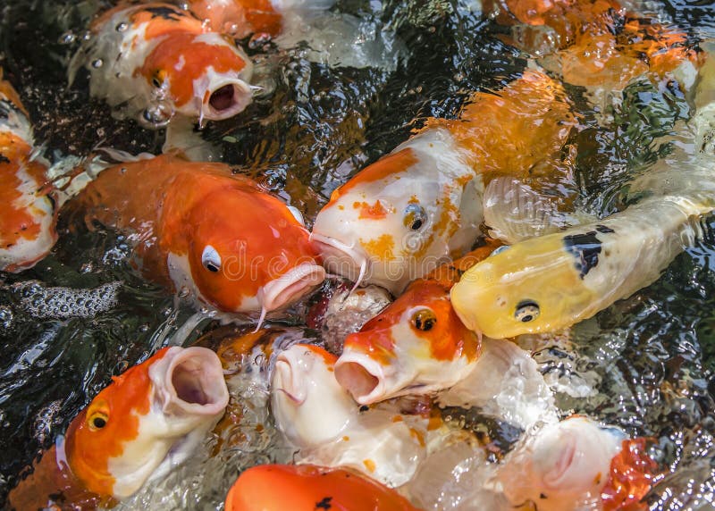 Japanese Carp Fishes: Beautiful and Greedy Stock Photo - Image of carp ...