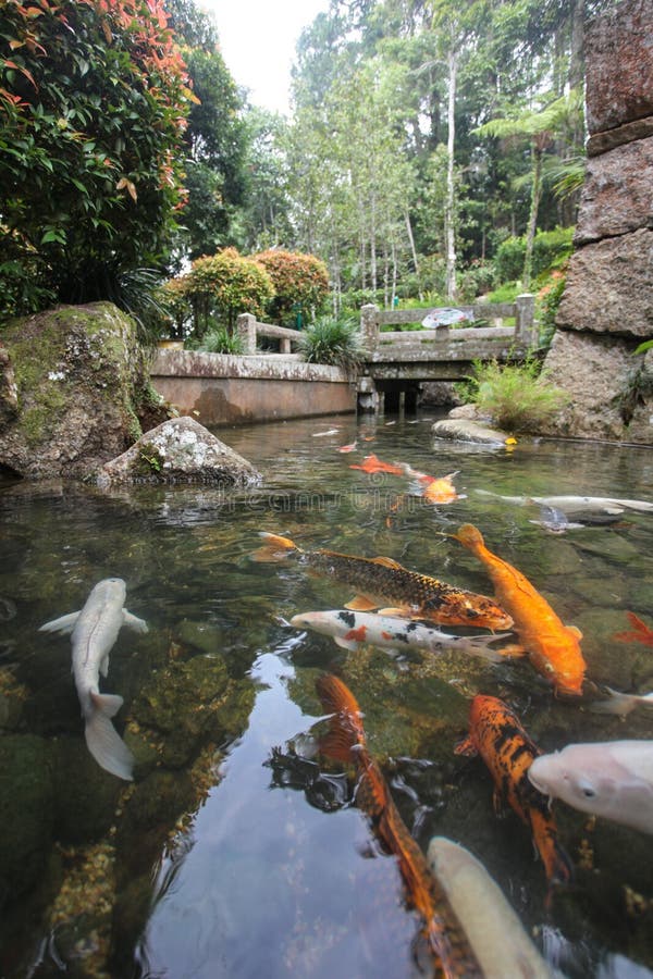 Chinese Koi pond stock image. Image of japan, carassius - 4309081