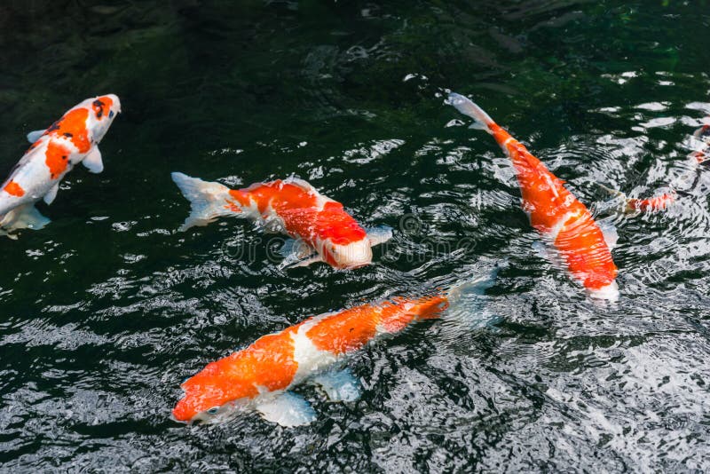 Japanese Carp in the Pond, Tokyo, Japan. Copy Space for Text. Stock ...