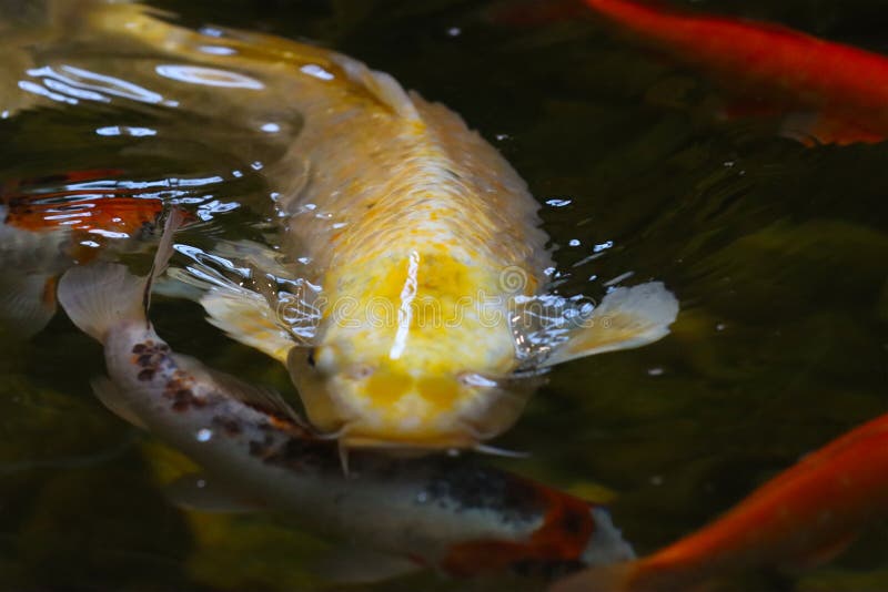 Japanese Carps Swim Underwater Stock Photo - Image of fauna, carps ...