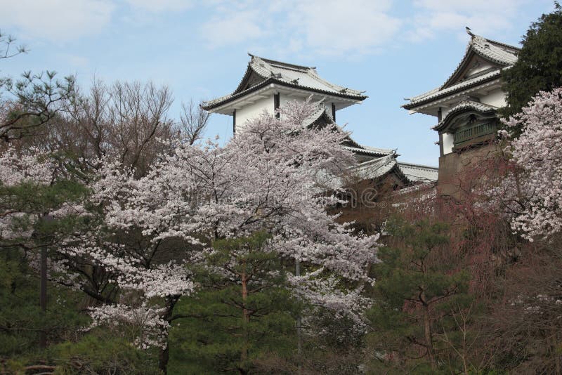 Japanese castle stock image. Image of flower, full, pink - 69742765