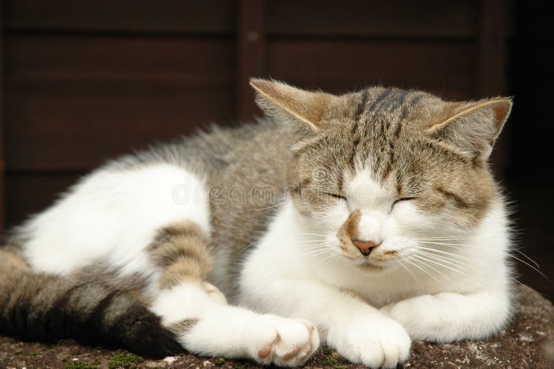 Japanese cat stock image. Image of oriental, asian, japanese - 368347