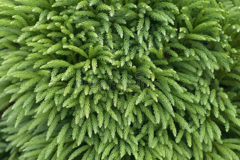 Japanese Cedar Tree Seed Pods Stock Photo - Image of native, seed: 8471378