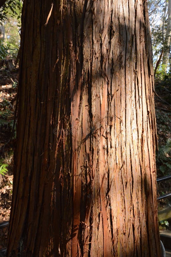 Japanese Cedar Tree Trunk and Bark Stock Image - Image of wood, large ...