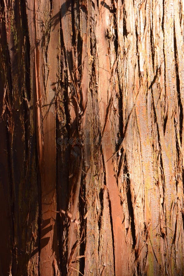 A Japanese cedar stock image. Image of environment, texture - 139778765