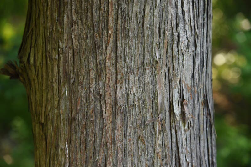 Japanese Cedar Tree Trunk and Bark Stock Image - Image of mountains ...
