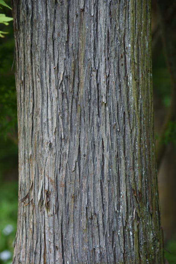 Japanese Cedar Tree Trunk and Bark Stock Image - Image of wood, large ...