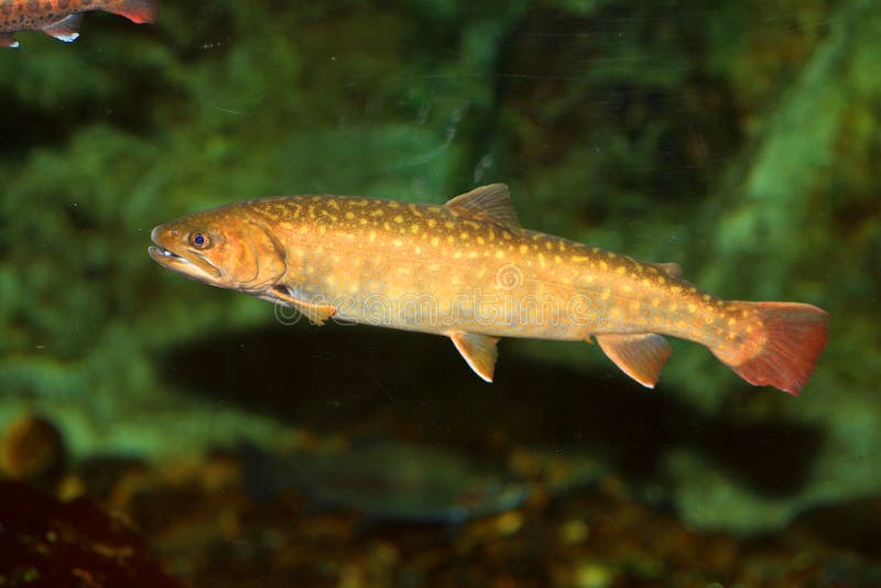 Japanese Char stock image. Image of leucomaenis, fresh - 43219785