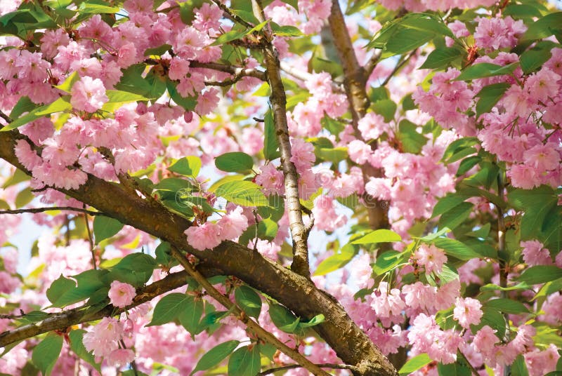 Japanese cherry stock photo. Image of life, japanese - 13728862