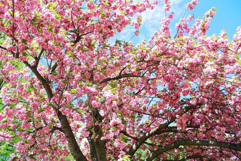 Japanese cherry stock photo. Image of plant, nature, pink - 28755796
