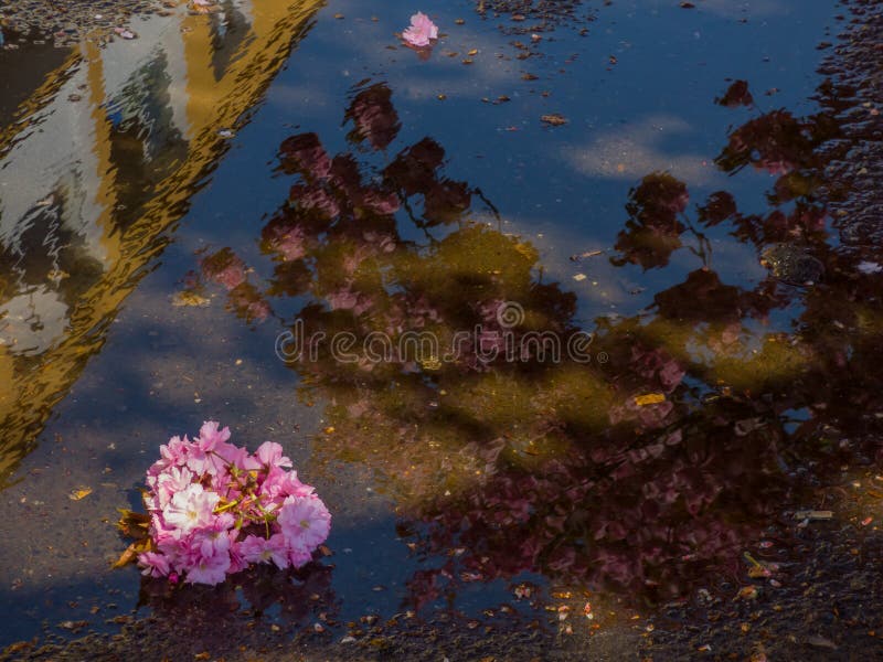 Japanese Cherry Blossom in Puddle Stock Photo - Image of city, branch ...