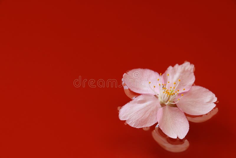 Japanese Cherry Blossom on Red Water Stock Photo - Image of cherry ...