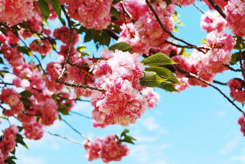 Japanese cherry stock image. Image of blue, pink, cherry - 30366913