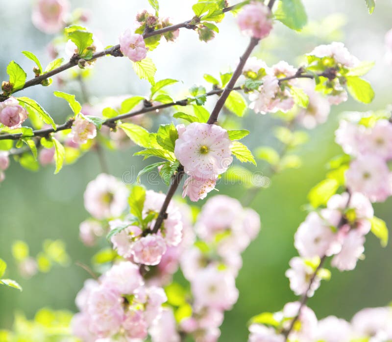 180,160 Pink Cherry Bloom Stock Photos - Free & Royalty-Free Stock ...