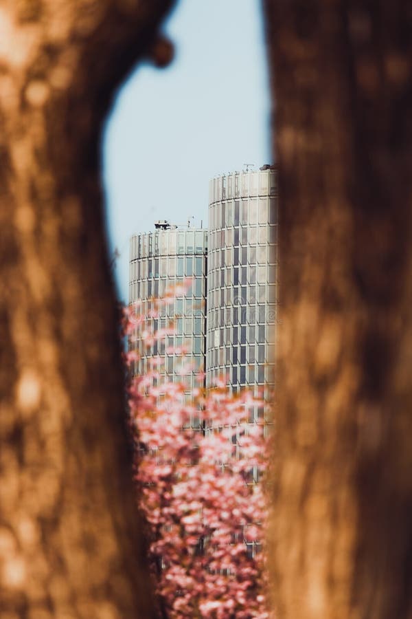 Japanese Cherry Blossom Spring Walk in the Park City Park. Sakura Foto ...