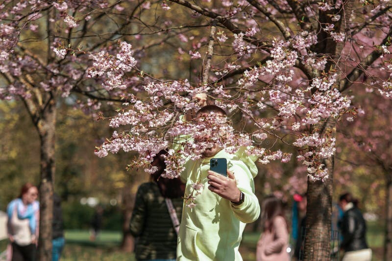 Japanese Cherry Blossom, Spring Walks in the Park, City Park. Sakura ...