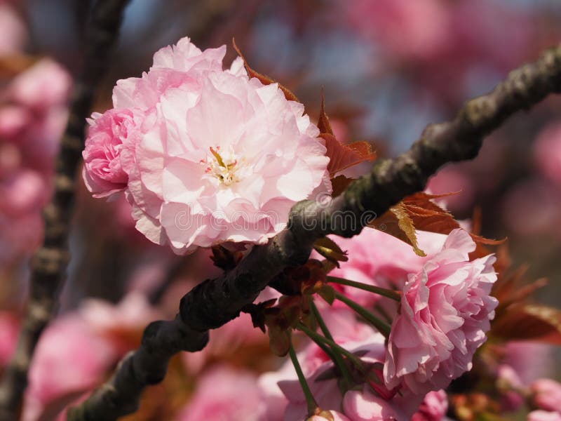 Japanese Sakura in Bloom stock image. Image of blooming - 139929477